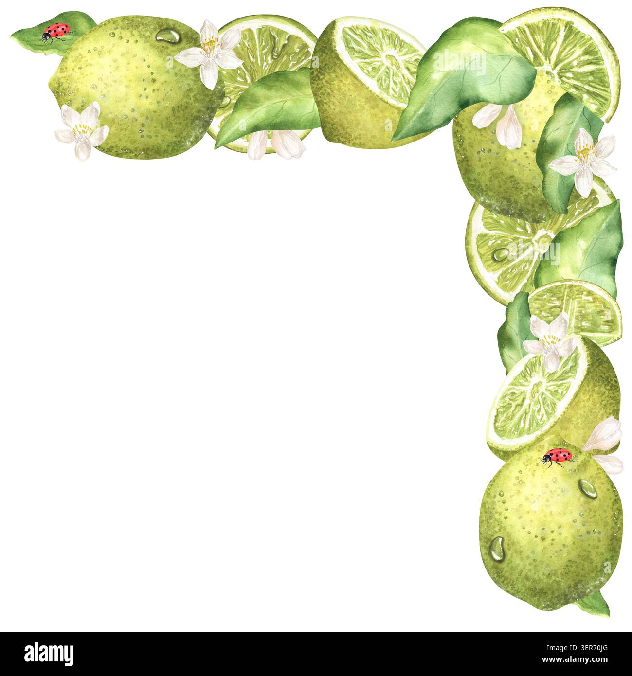 Watercolor corner composition with limes, slices, leaves, and flowers ...