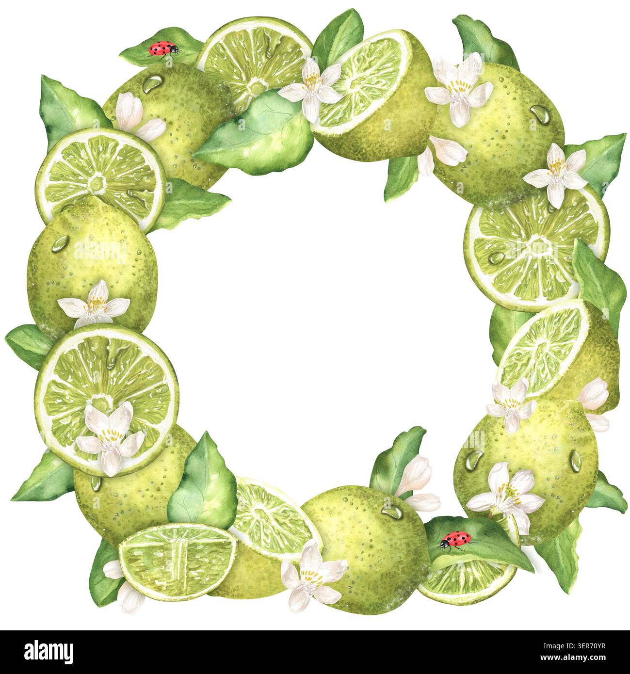 Watercolor composition with limes, slices, leaves, and flowers forming ...