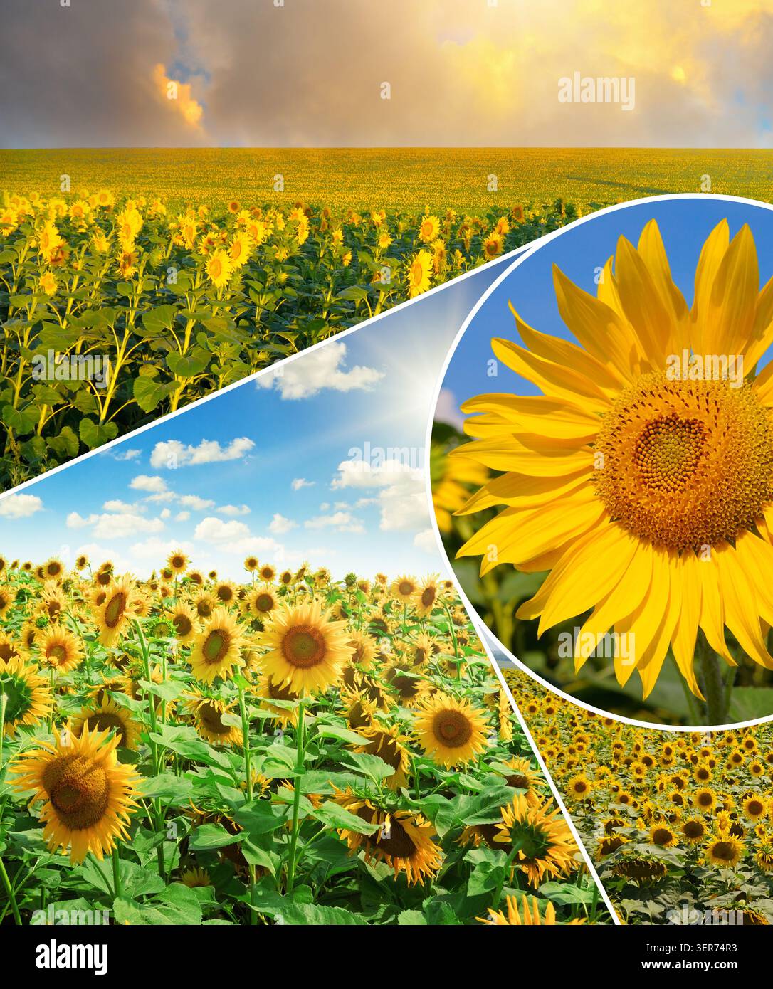 This creative multi-image presentation naturally highlights summer ...
