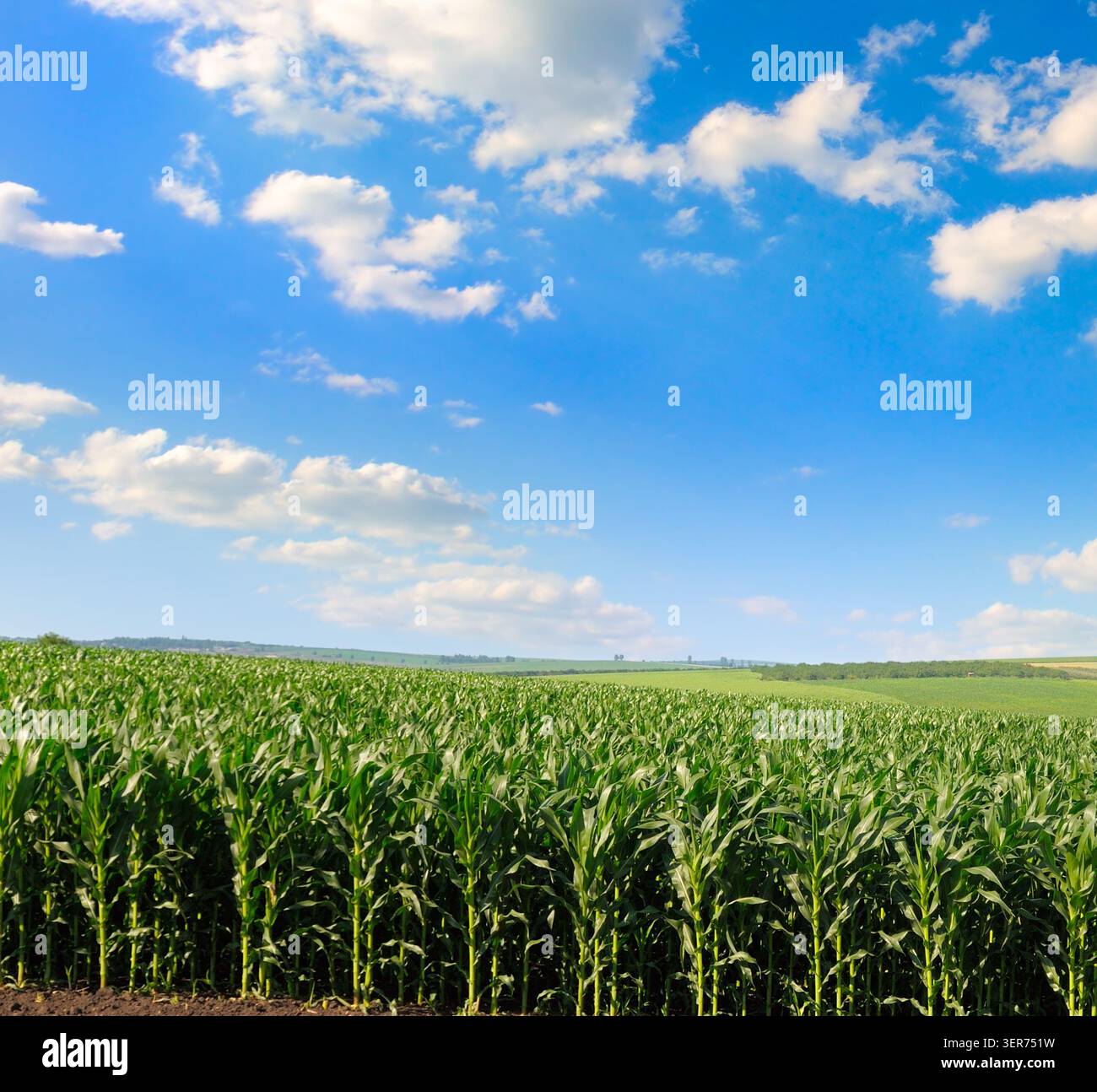 Rich agricultural field with green corn stalks during a bright daytime ...