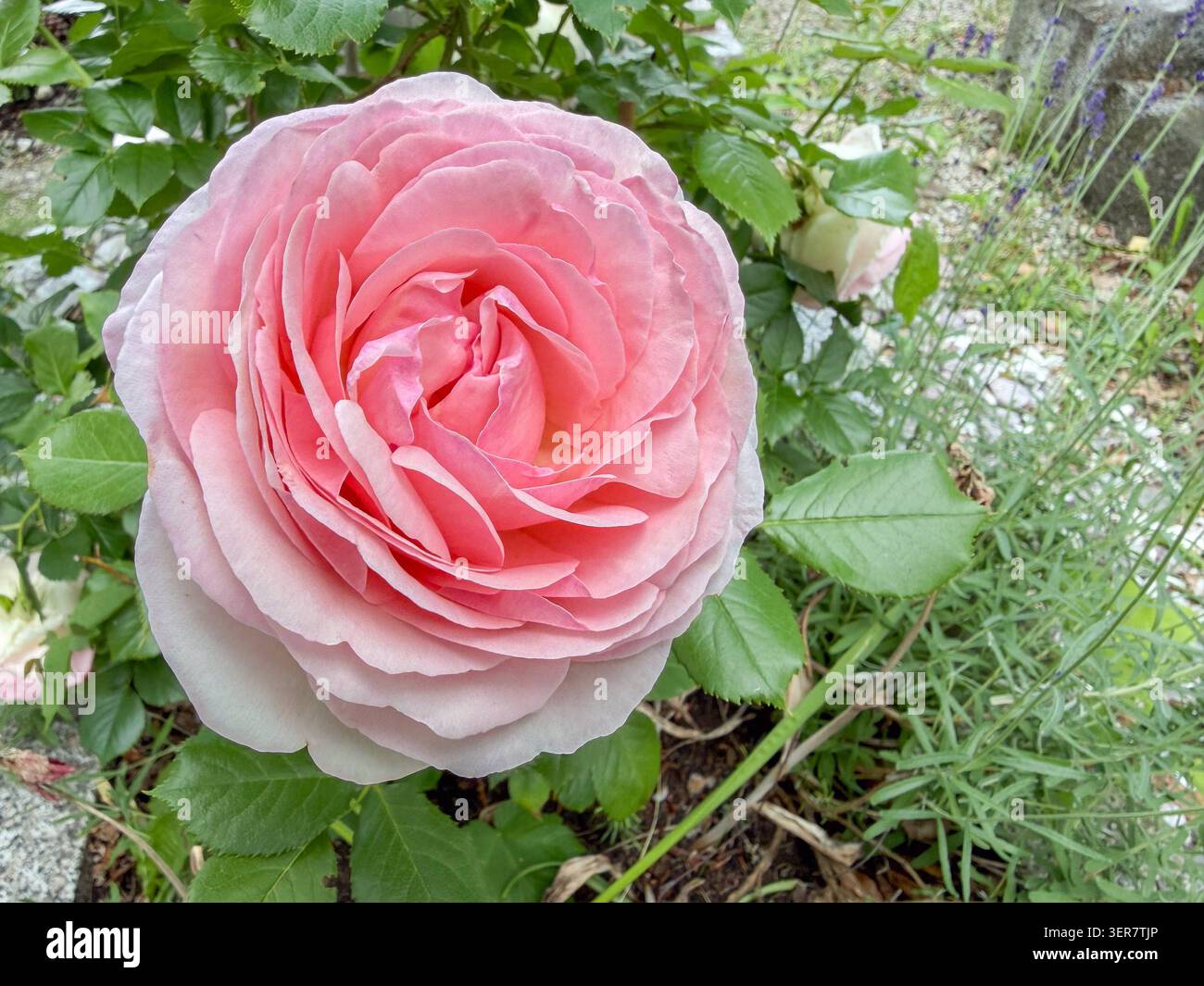 17.06.2026 / Igls, Innsbruck, Tirol, Österreich / Bild: Eden Rose 85 ...