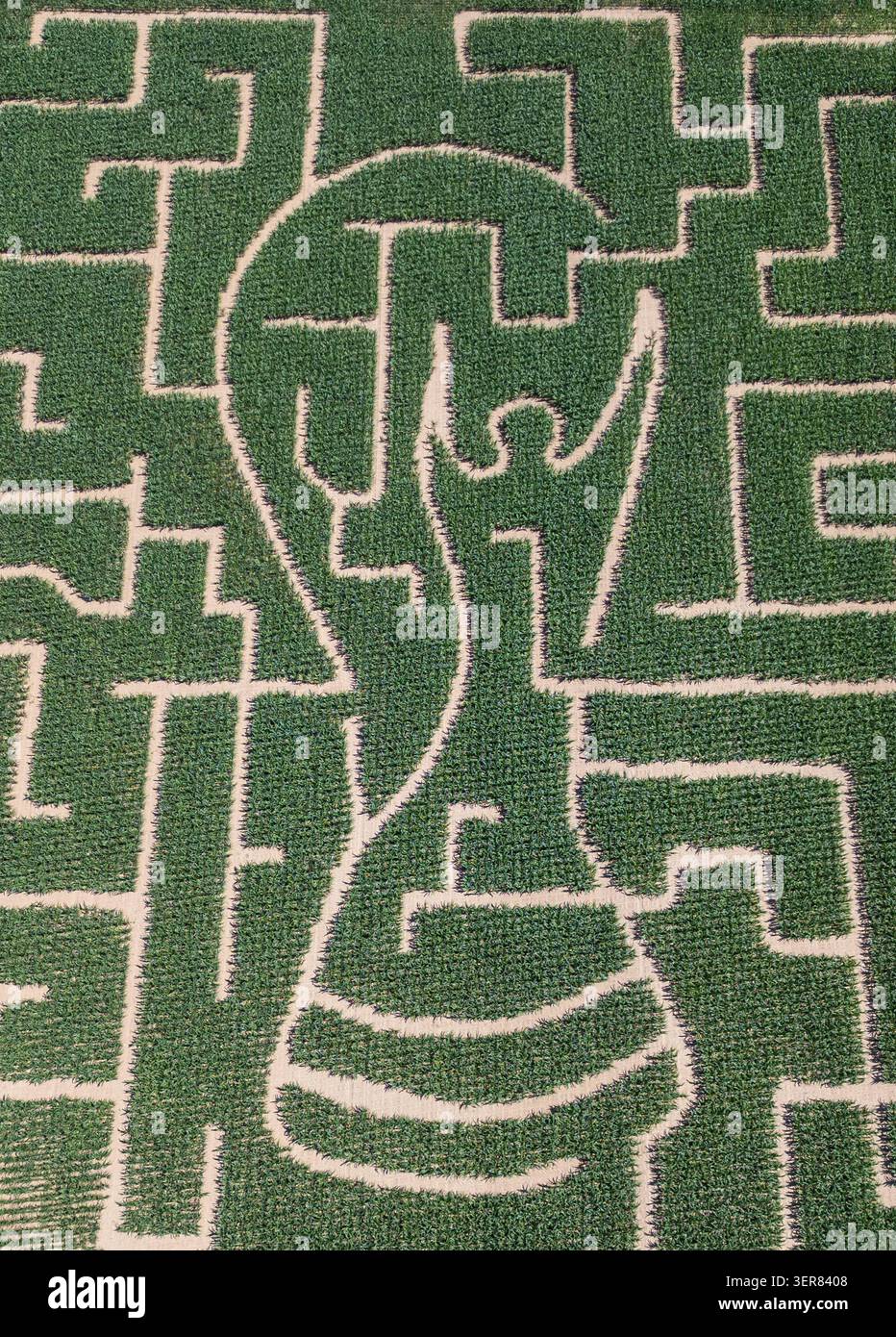 PRODUCTION - 15 June 2026, Baden-Württemberg, Buggingen: The cornfield ...