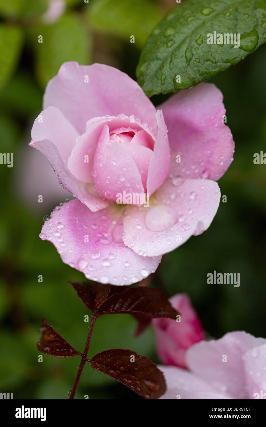 Mary Delany Rose Stock Photo - Alamy