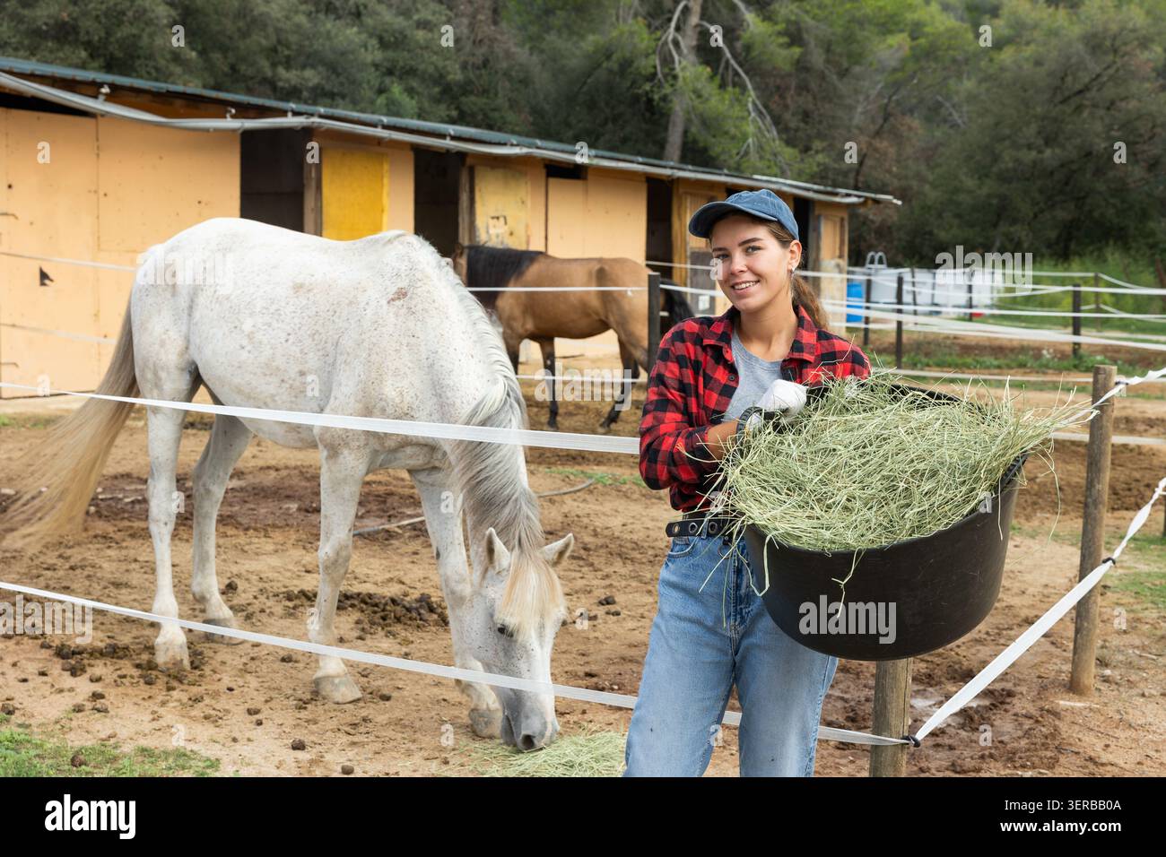 Girl stable worker feeding horses fresh hay in paddock Stock Photo - Alamy