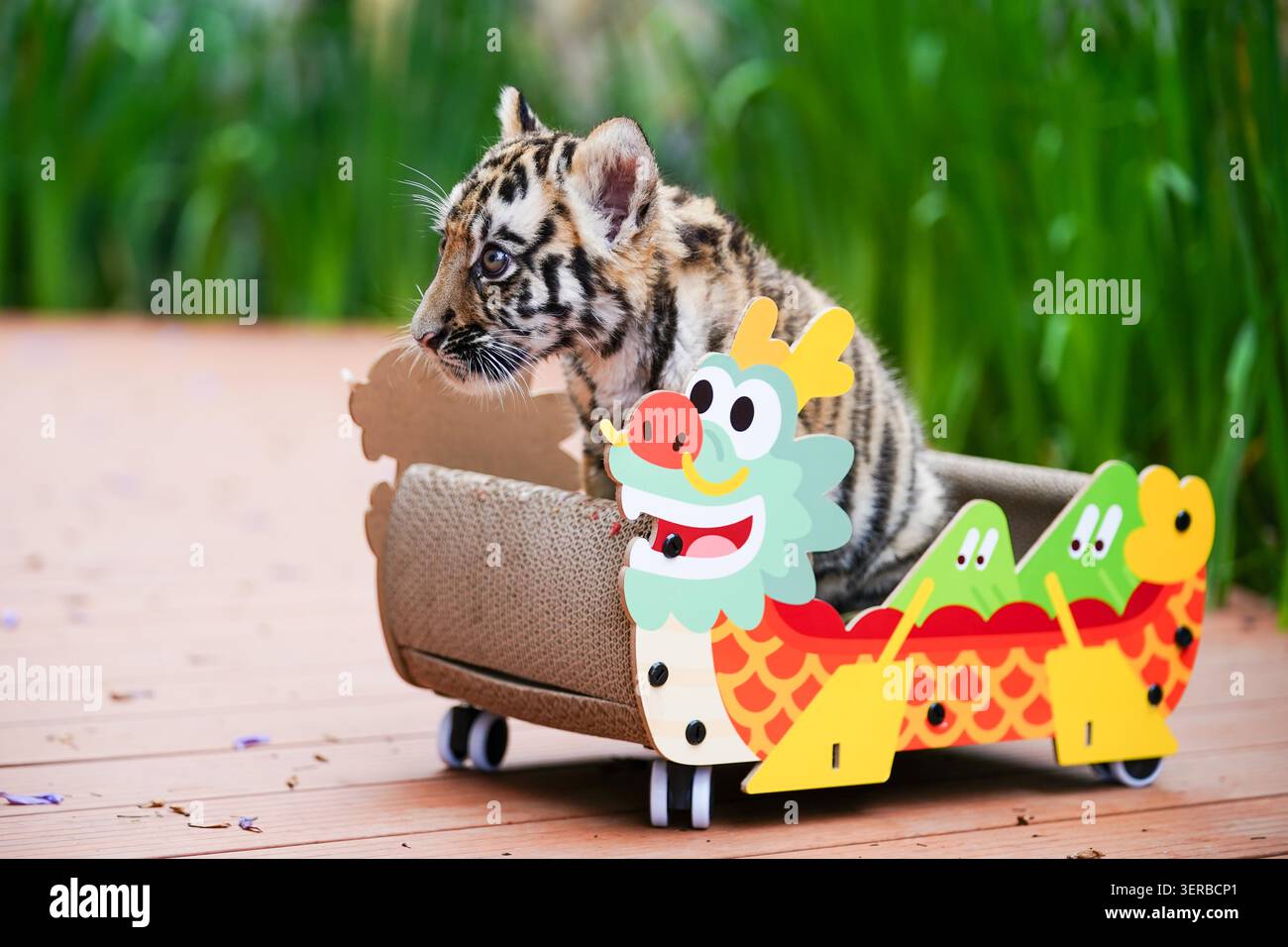 **CHINESE MAINLAND, HONG KONG, MACAU AND TAIWAN OUT**Tiger cubs play ...