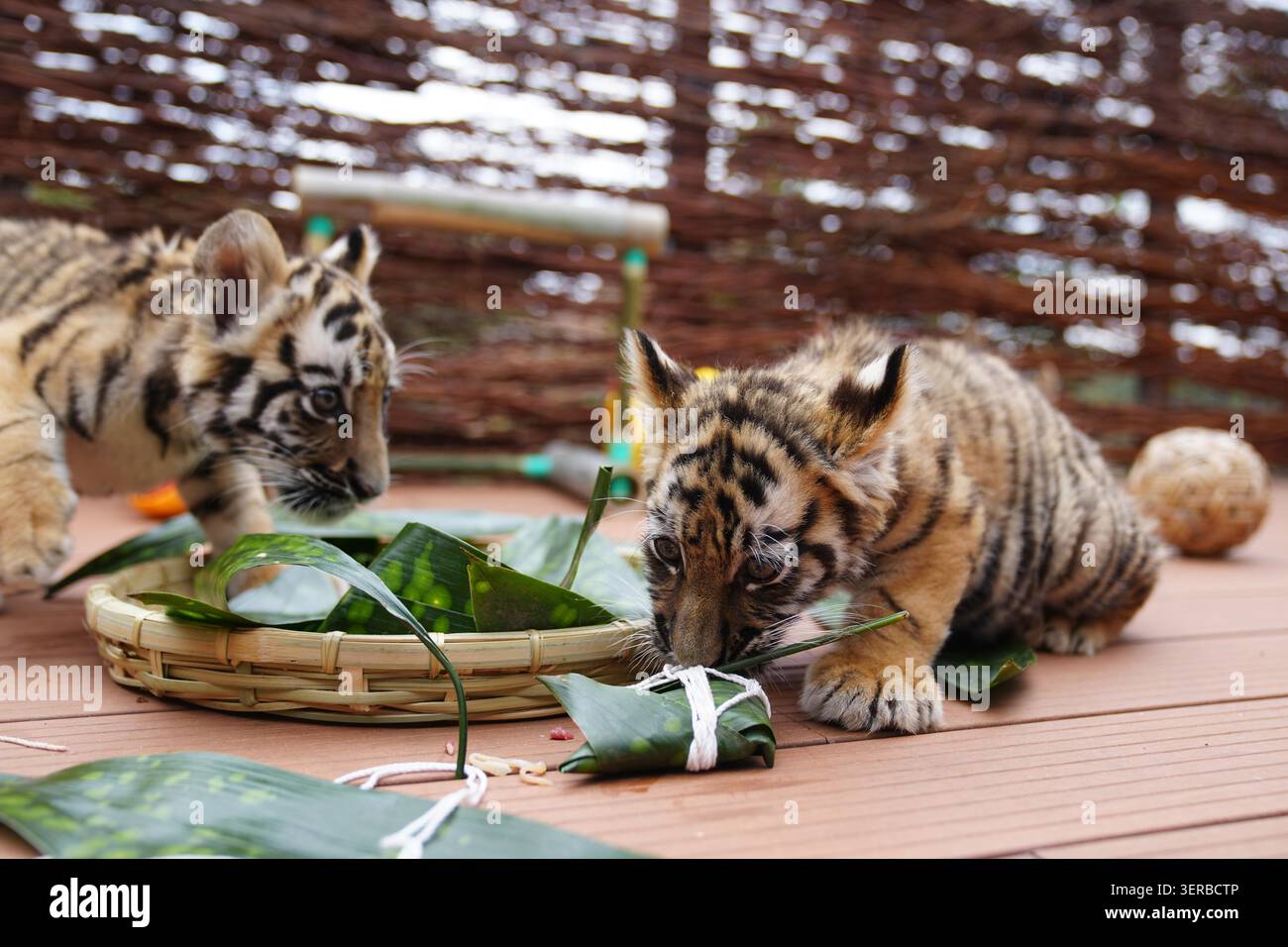 **CHINESE MAINLAND, HONG KONG, MACAU AND TAIWAN OUT**Tiger cubs eat ...