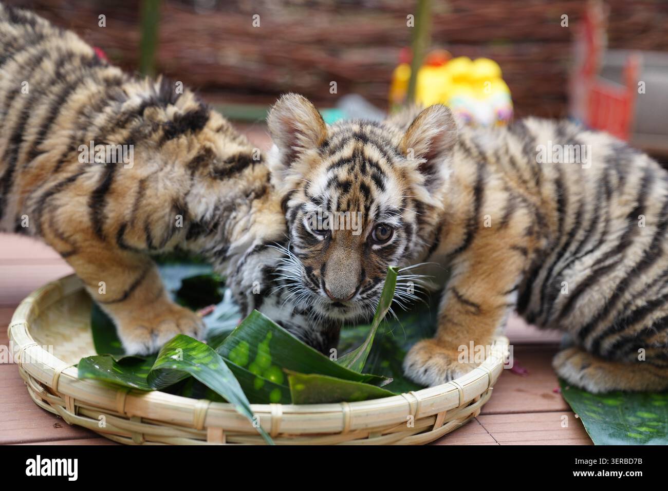 **CHINESE MAINLAND, HONG KONG, MACAU AND TAIWAN OUT**Tiger cubs eat ...