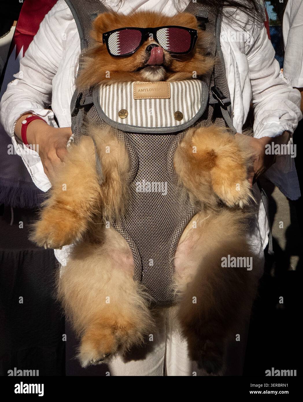 A Qatar fan carries a dog wearing sunglasses during a World Cup rally ...