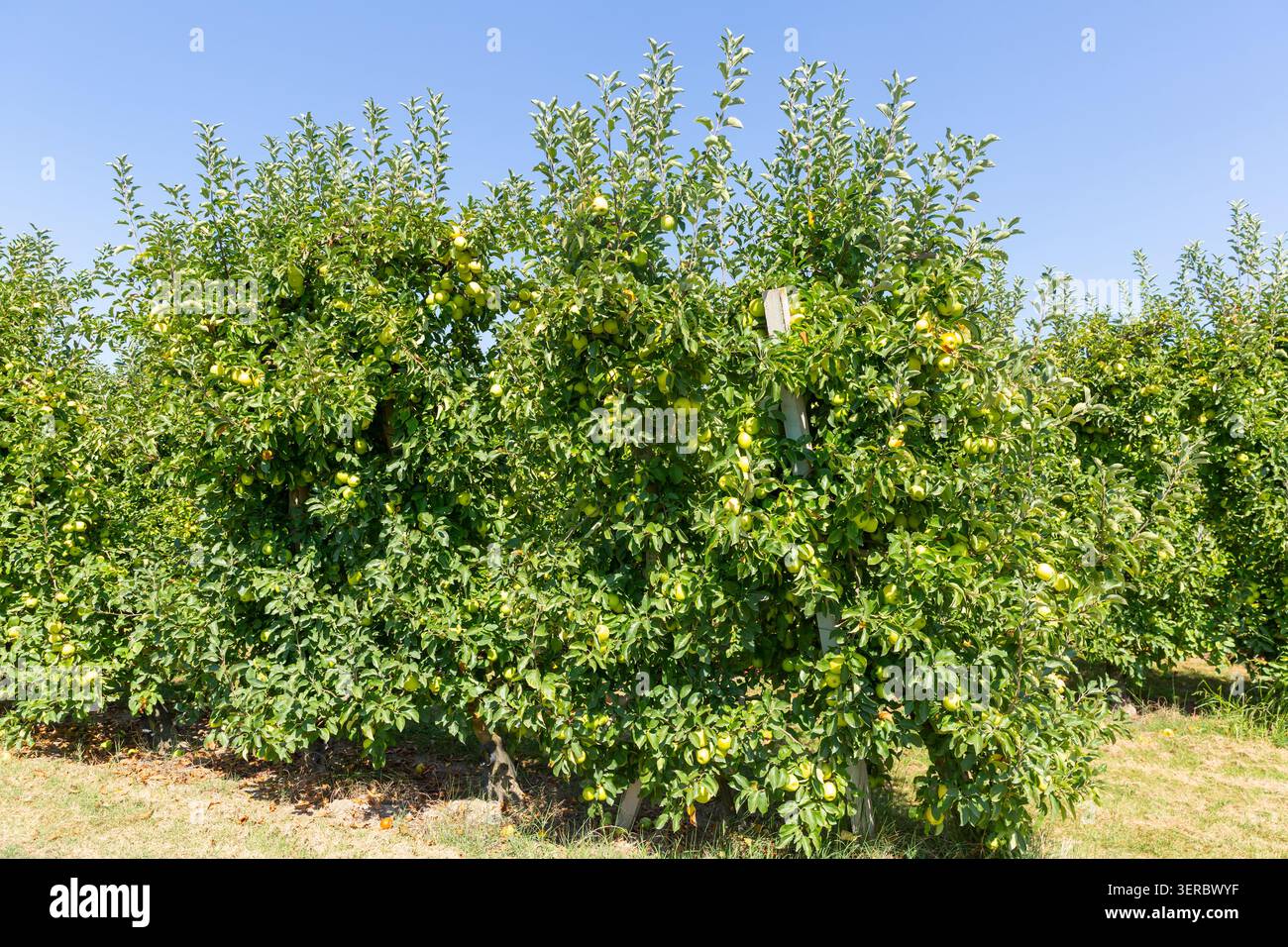 Photo of apple trees in fruit garden Stock Photo - Alamy