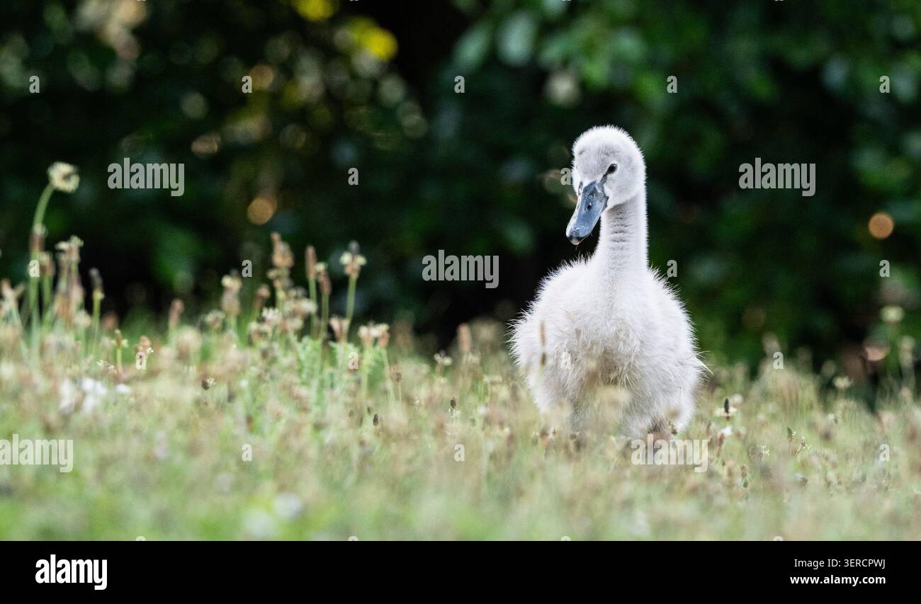 18 June 2026, Hesse, Frankfurt am Main: A mute swan chick is standing ...