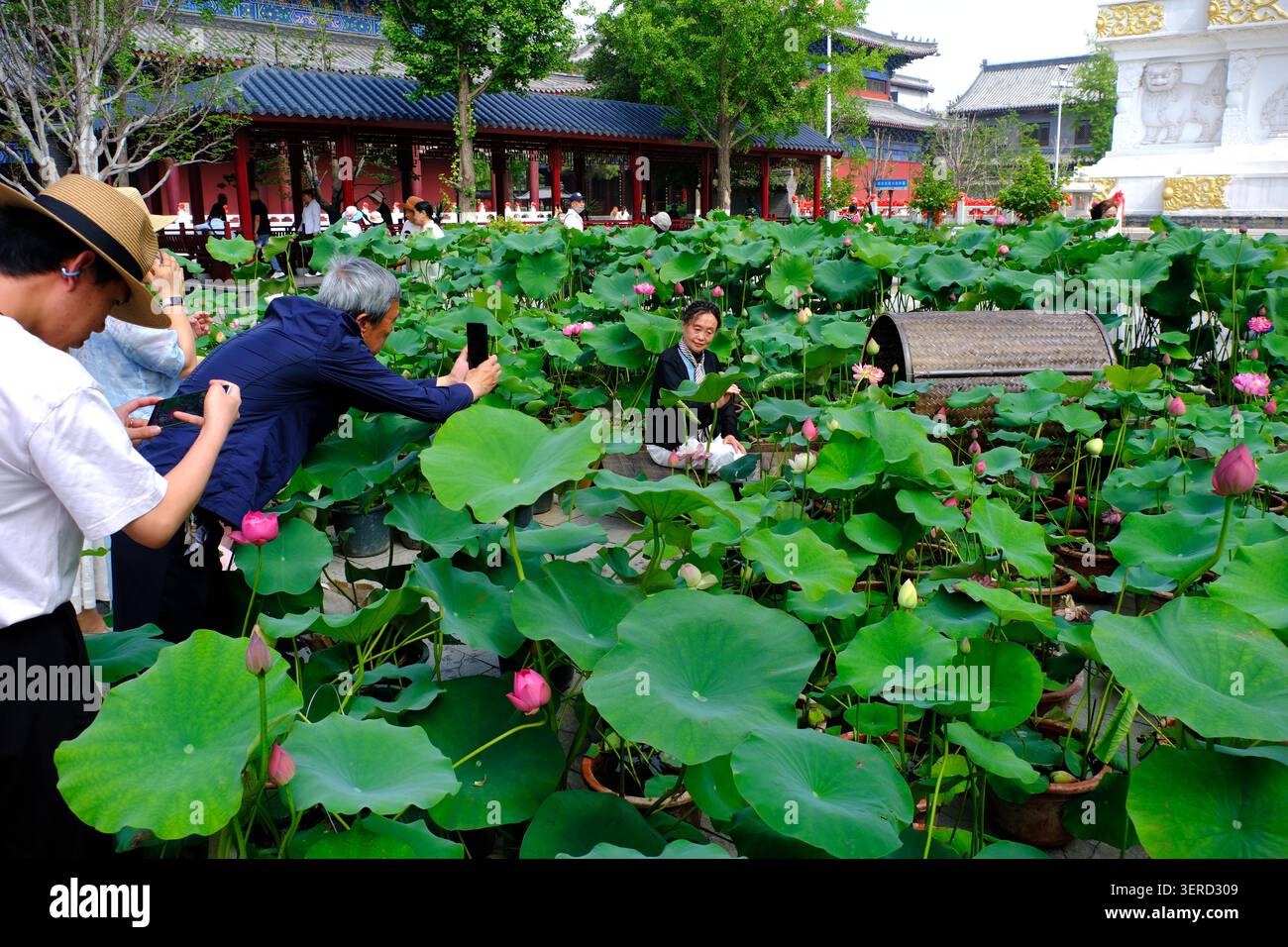 Visitors enjoy potted lotus displays and cultural creative products at ...