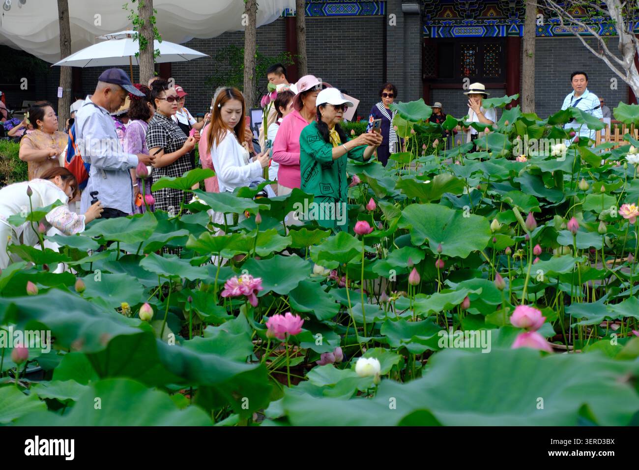 Visitors enjoy potted lotus displays and cultural creative products at ...