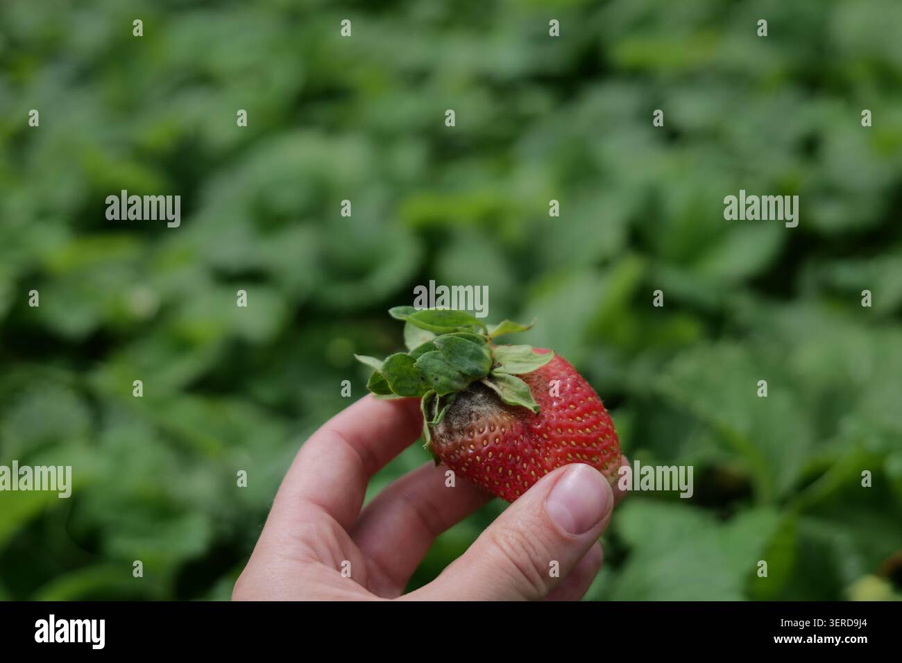 Hand holding a moldy strawberry with a strawberry plantation in the ...