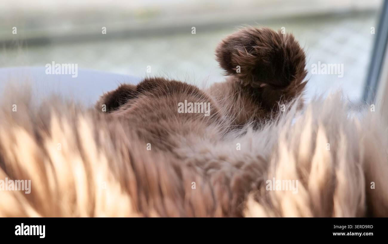 Cat Paw in Sunlight Stock Photo - Alamy