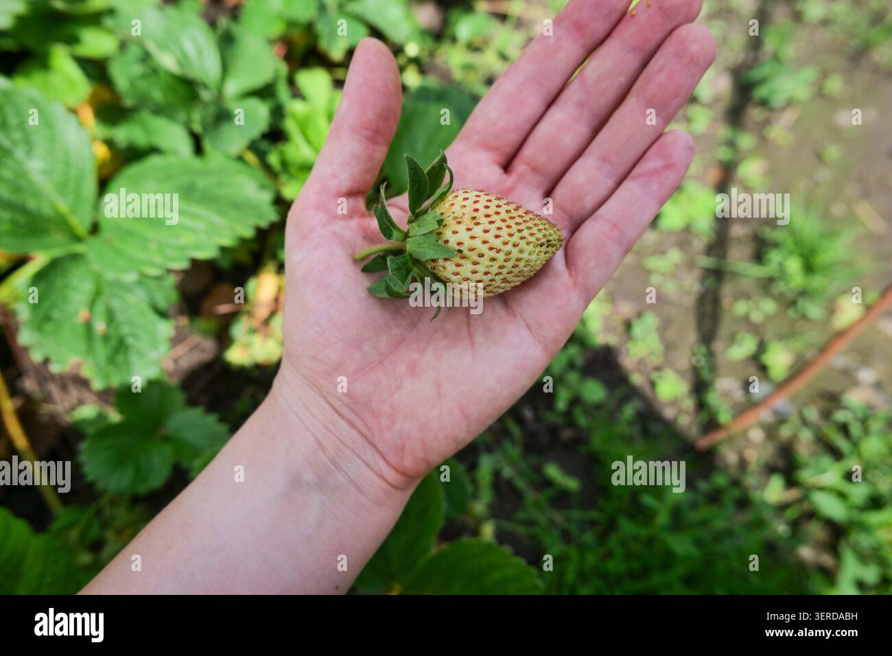 Hand Holding an Unripe Green Strawberry in a Garden Stock Photo - Alamy