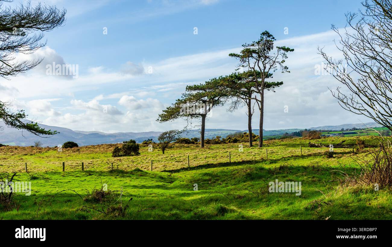 Three tall evevinst the horizon with natural framinggreen trees ...