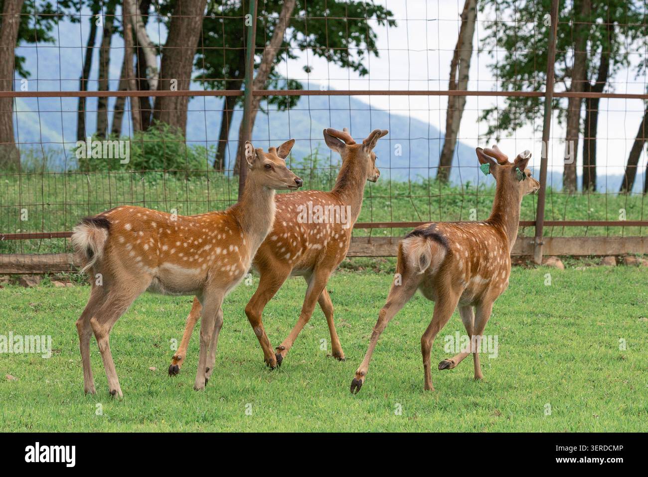 (260618) -- VLADIVOSTOK, June 18, 2026 (Xinhua) -- Sika deer trot at a ...