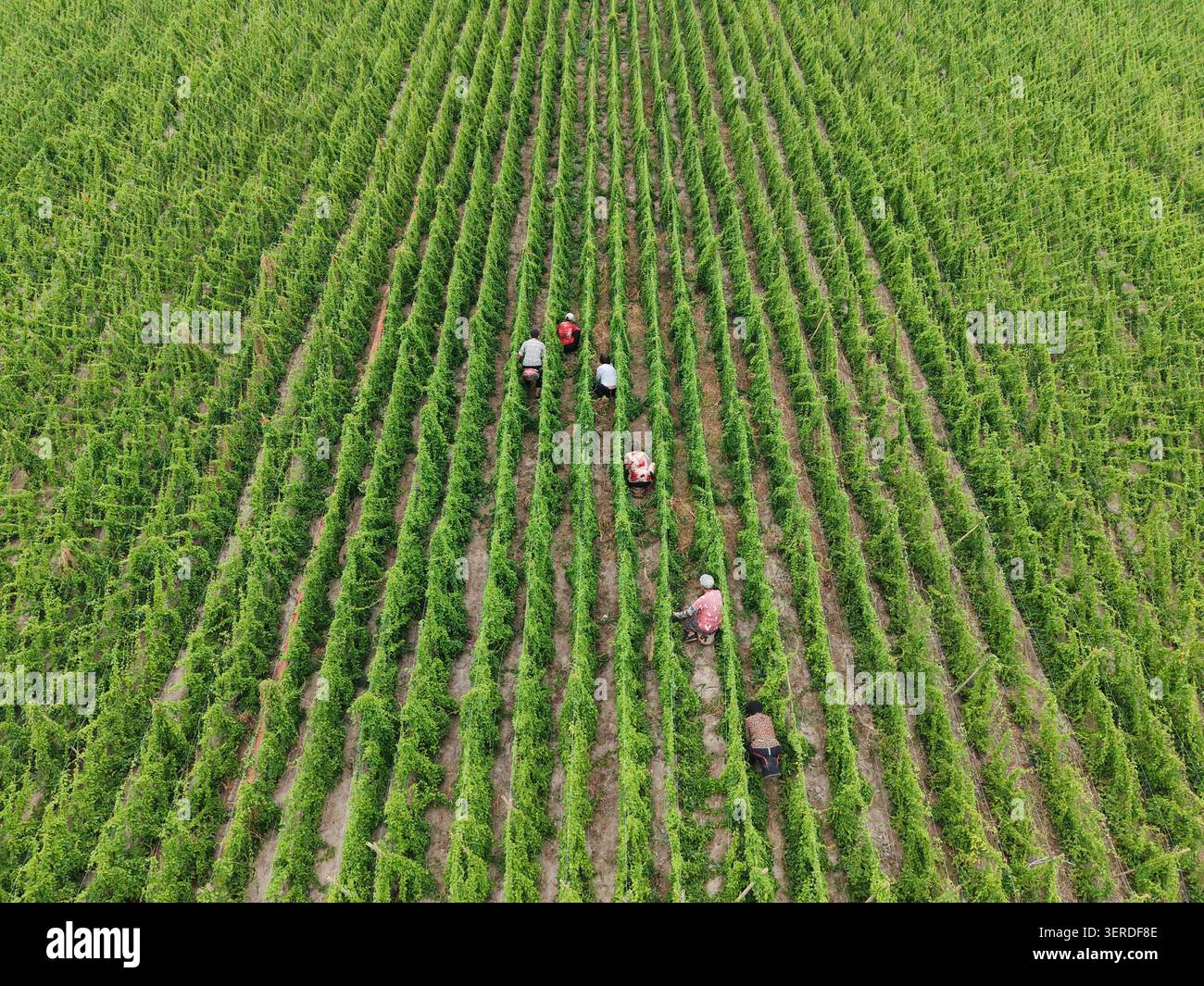 Farmers tend to iron stick yam vines in Chenjiagou Village, Zhaobao ...