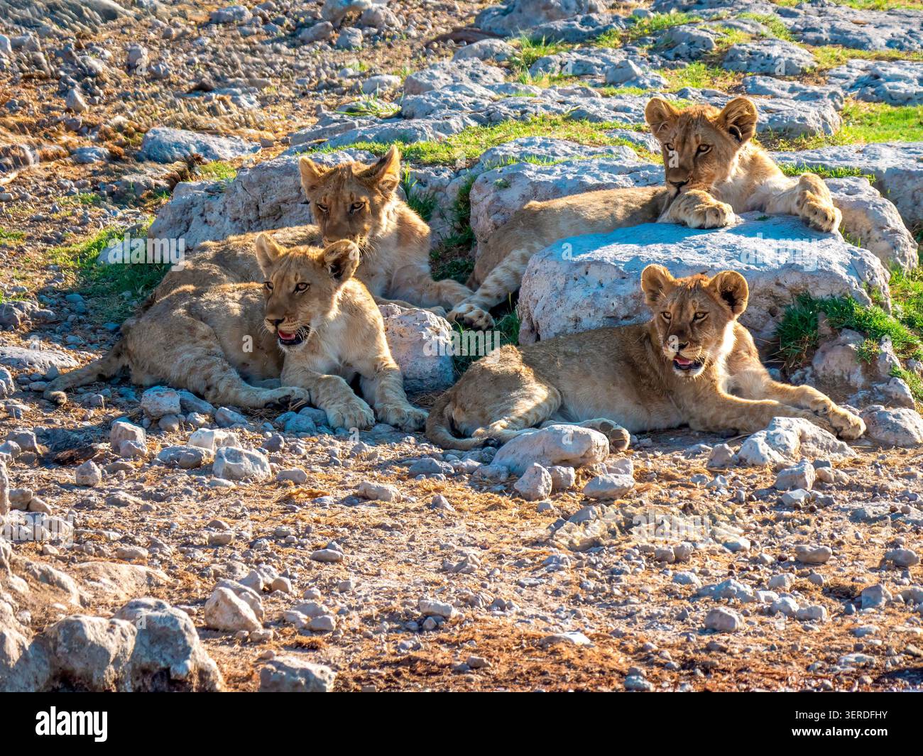 A rowdy group of young lions, photographed in Etosha National Park ...