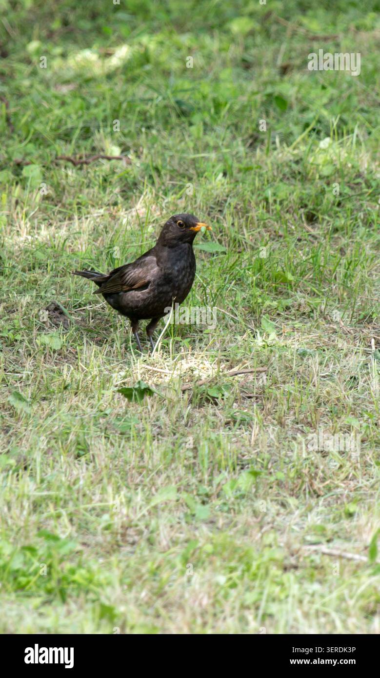 The blackbird (Turdus merula) is one of the best-known and most ...