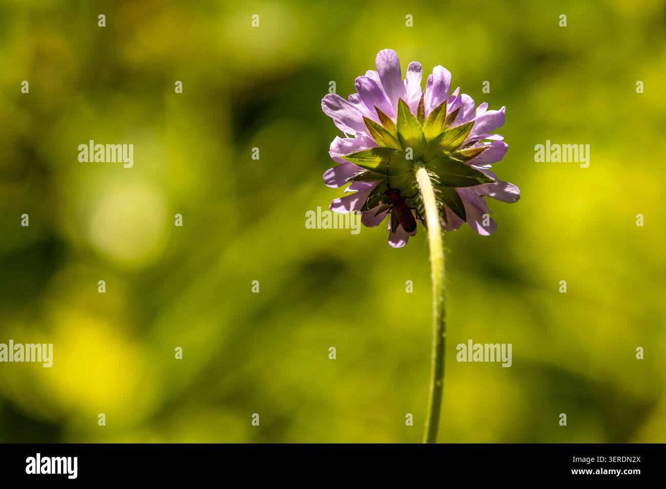 Rose Cottage Garden Stock Photo - Alamy