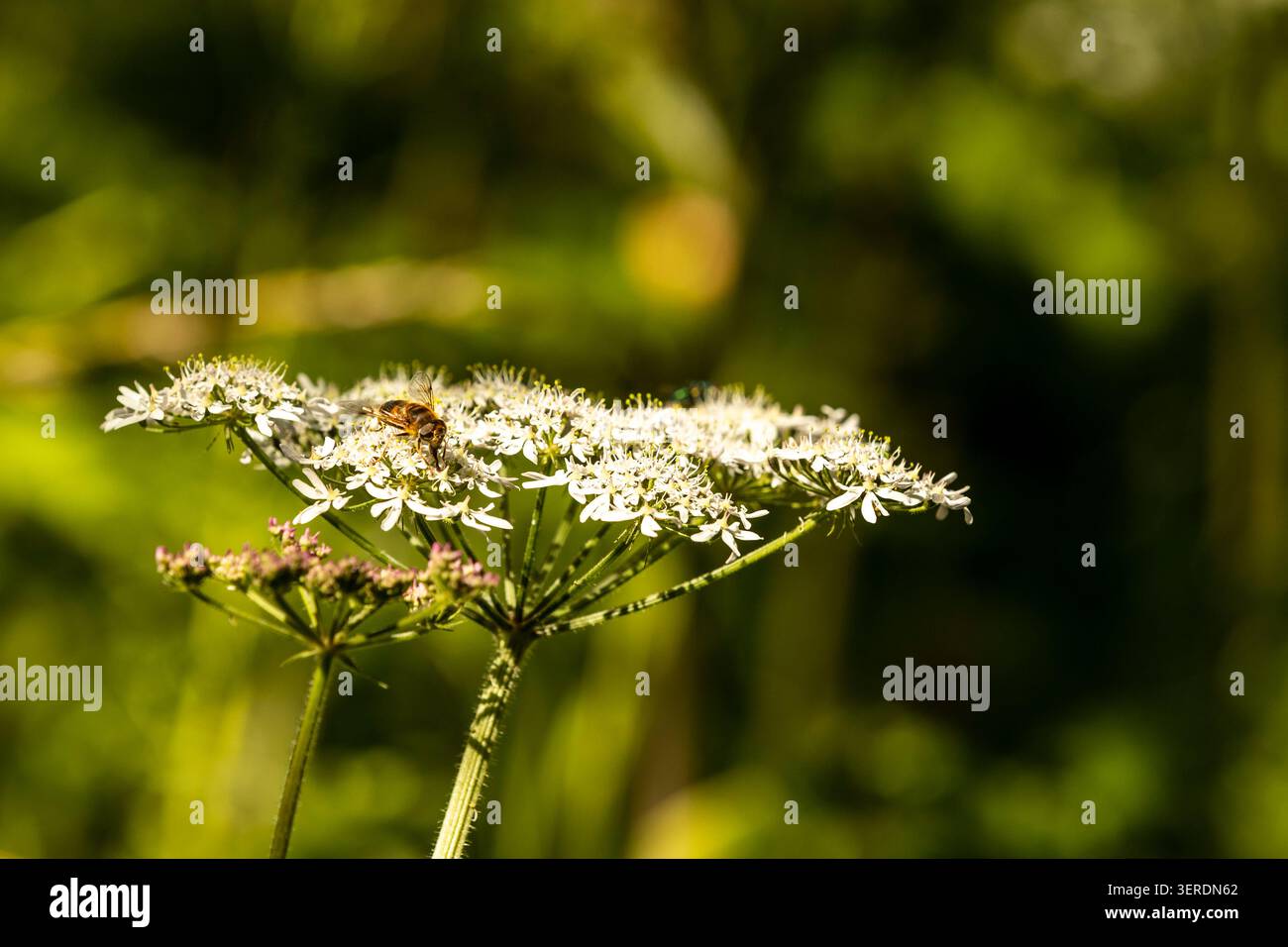 Rose Cottage Garden Stock Photo - Alamy