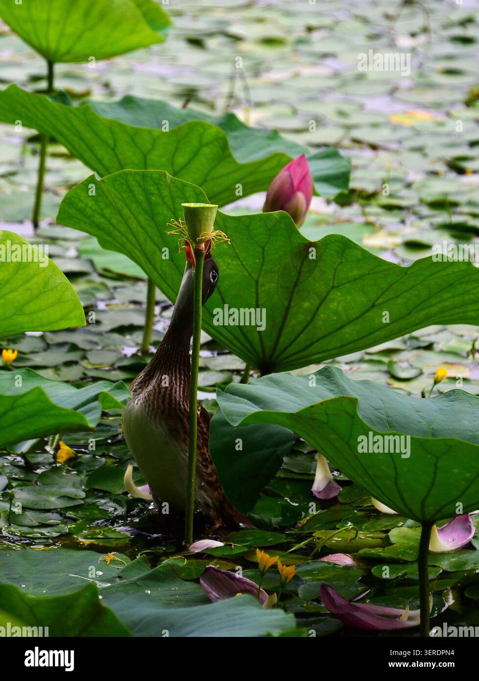 Visitors enjoy the blooming lotus flowers at Purple Bamboo Park in ...