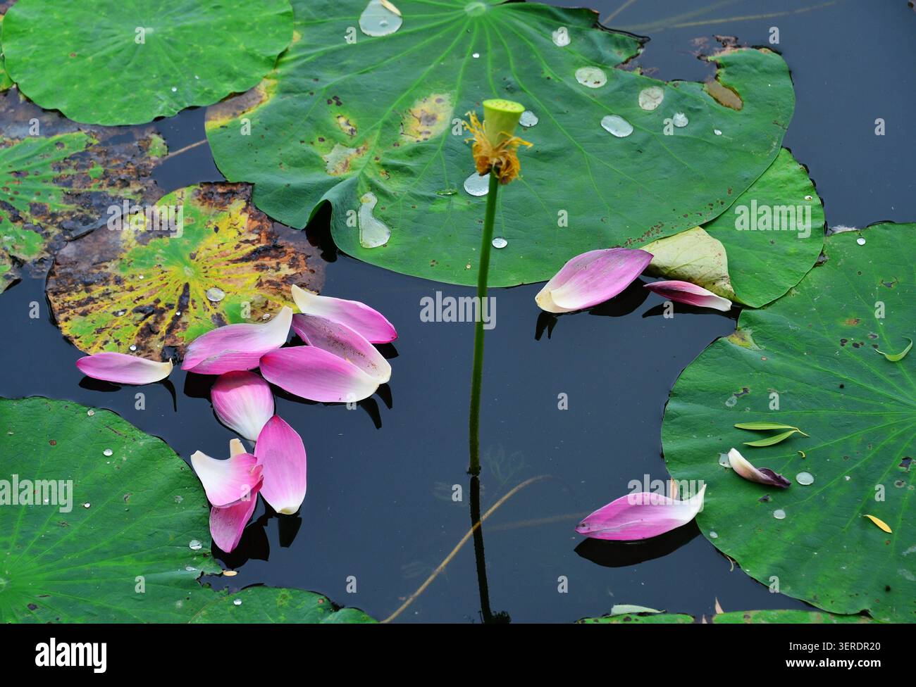 Visitors enjoy the blooming lotus flowers at Purple Bamboo Park in ...