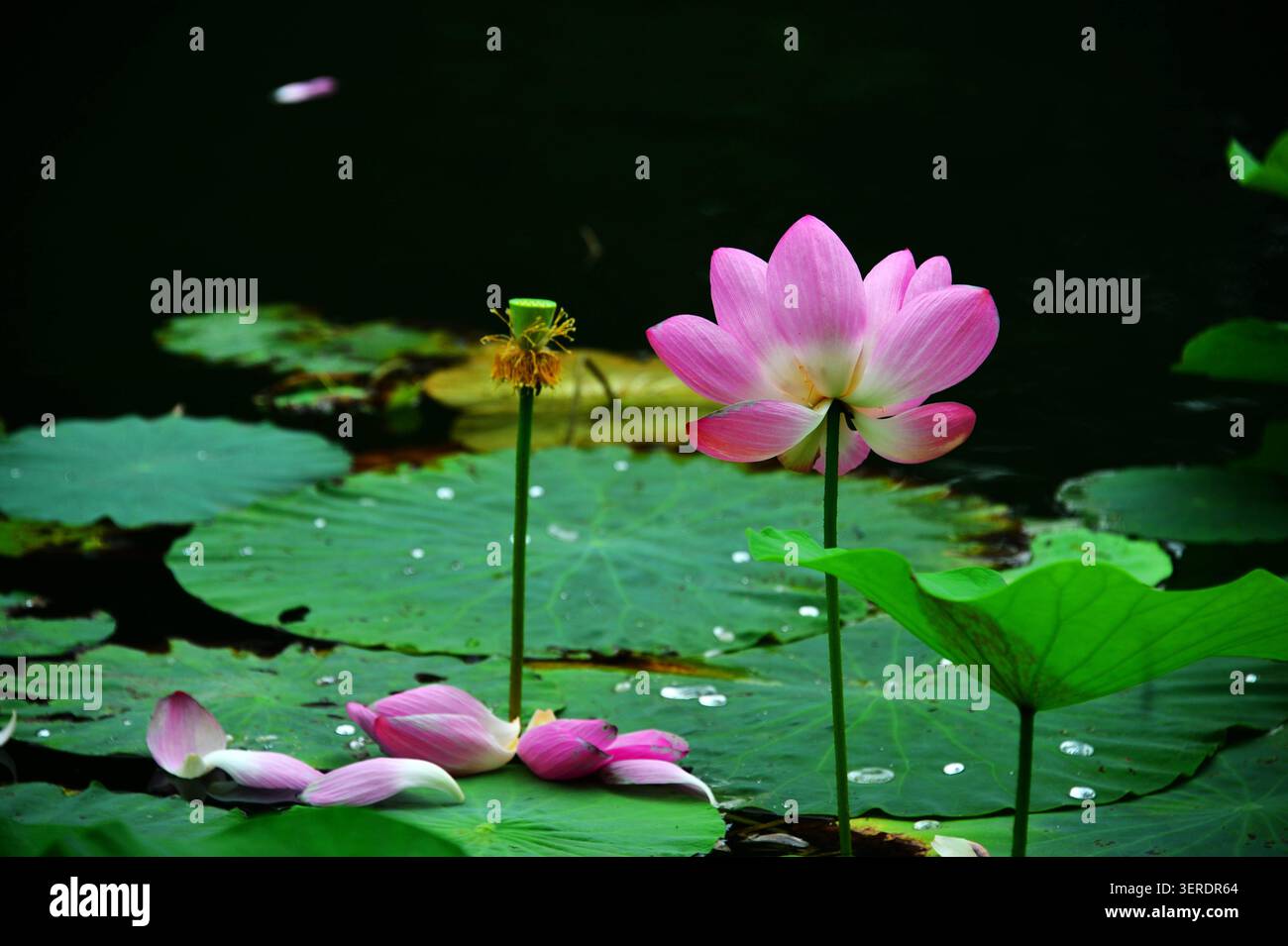 Visitors enjoy the blooming lotus flowers at Purple Bamboo Park in ...