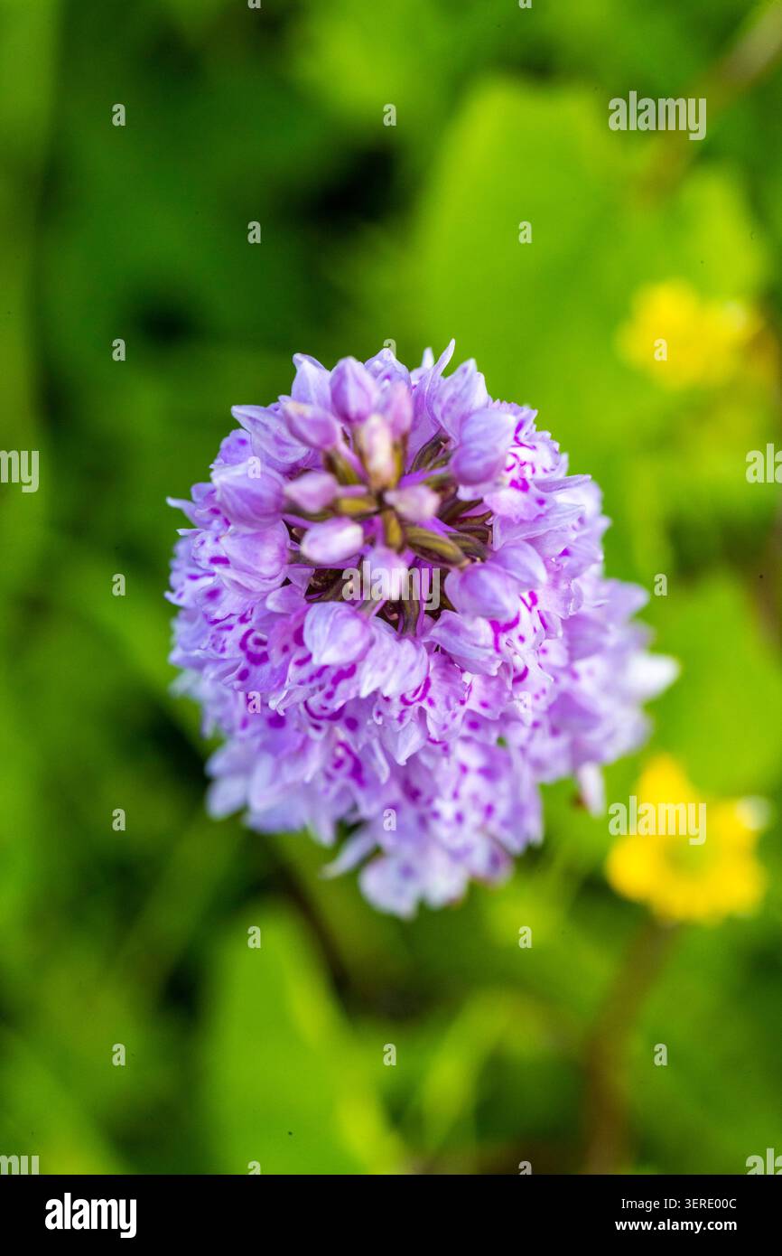 Common spotted orchid. Rose Cottage garden Stock Photo - Alamy
