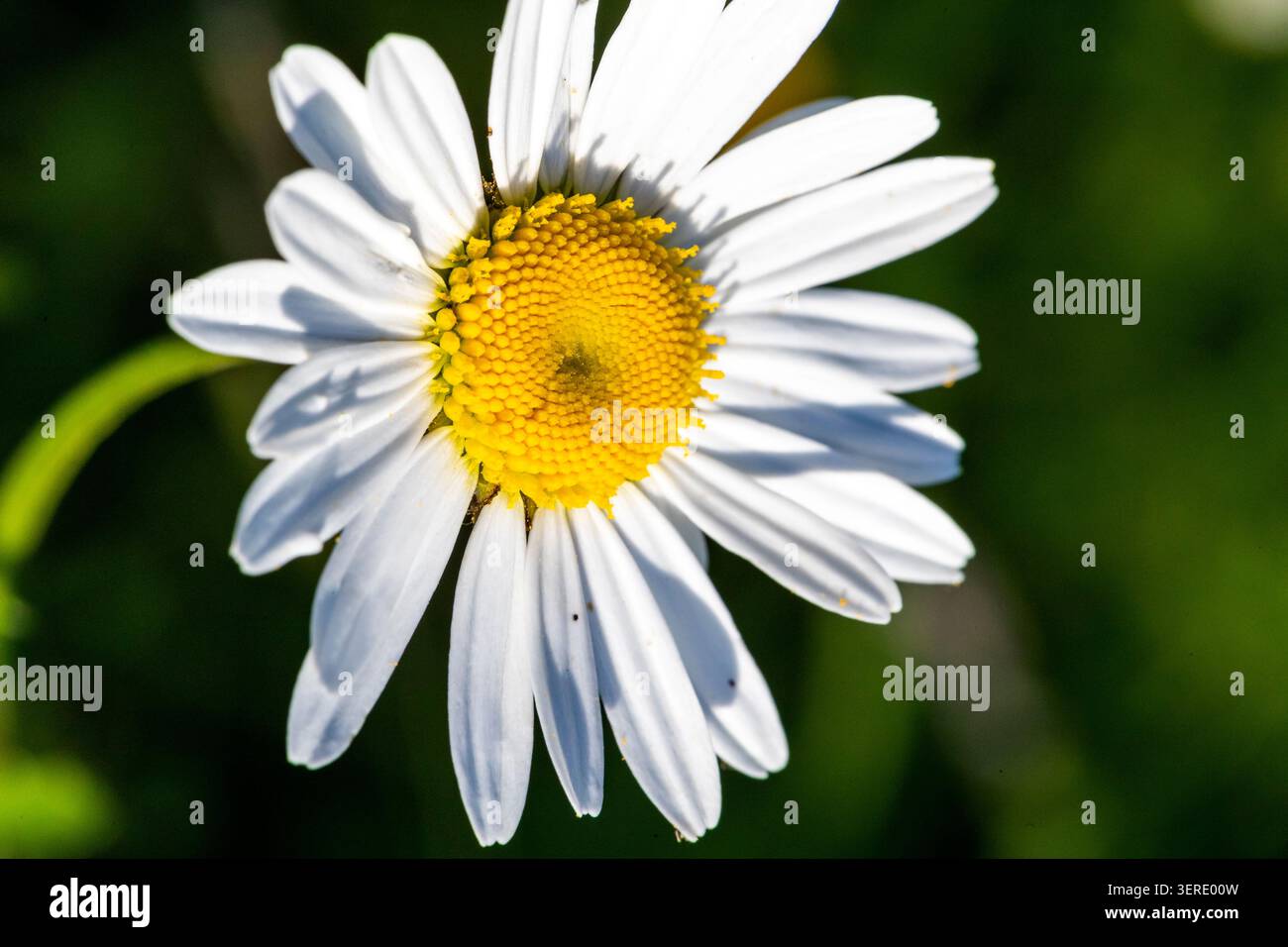 Ox eye daisy. Rose Cottage garden Stock Photo - Alamy