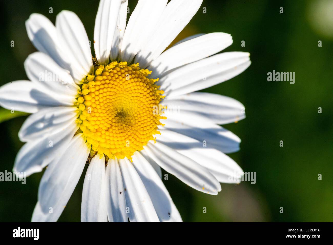 Ox eye daisy. Rose Cottage garden Stock Photo - Alamy