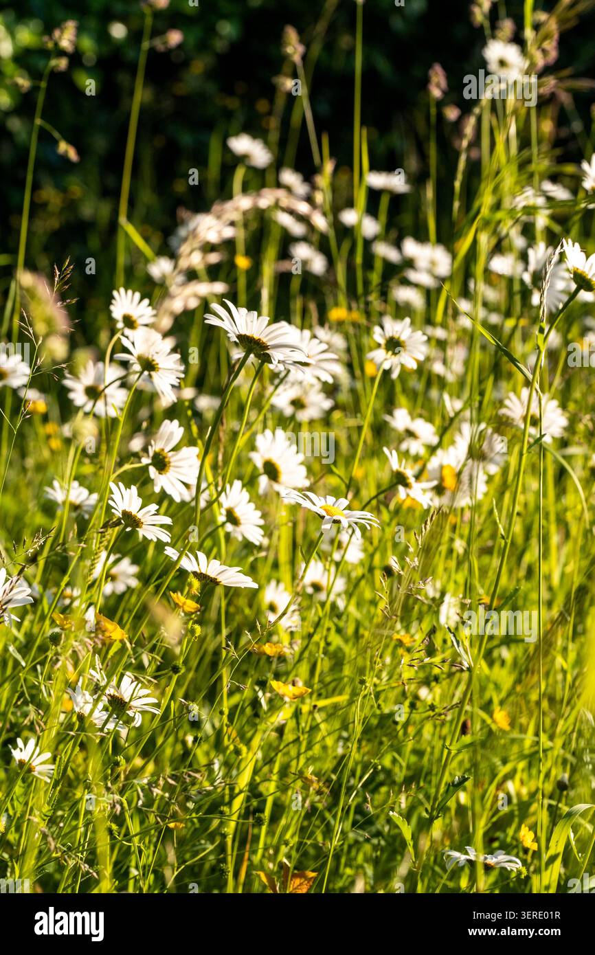 Ox eye daisy. Rose Cottage garden Stock Photo - Alamy