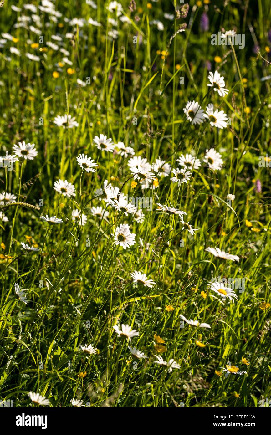 Ox eye daisy. Rose Cottage garden Stock Photo - Alamy