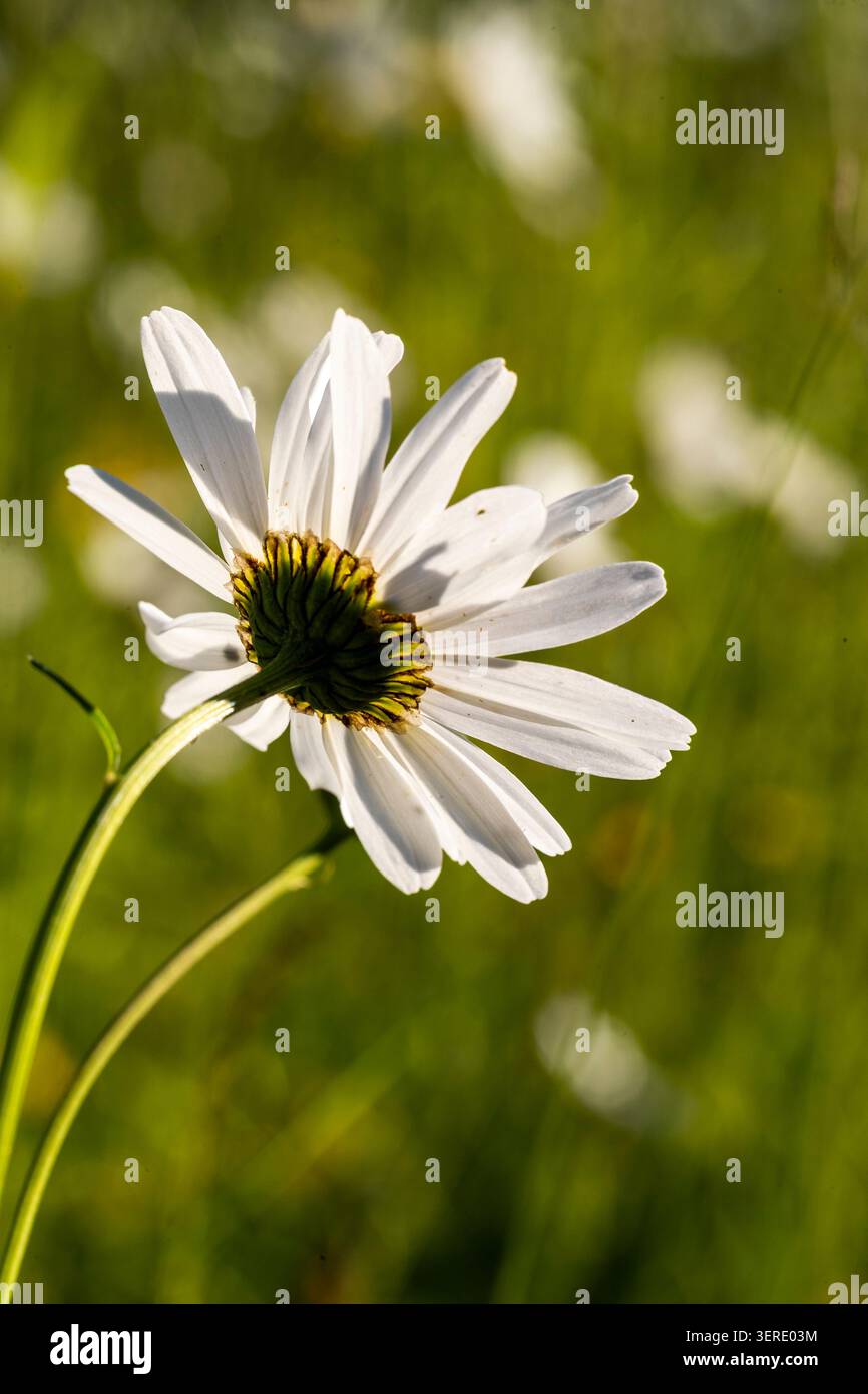 Ox eye daisy. Rose Cottage garden Stock Photo - Alamy