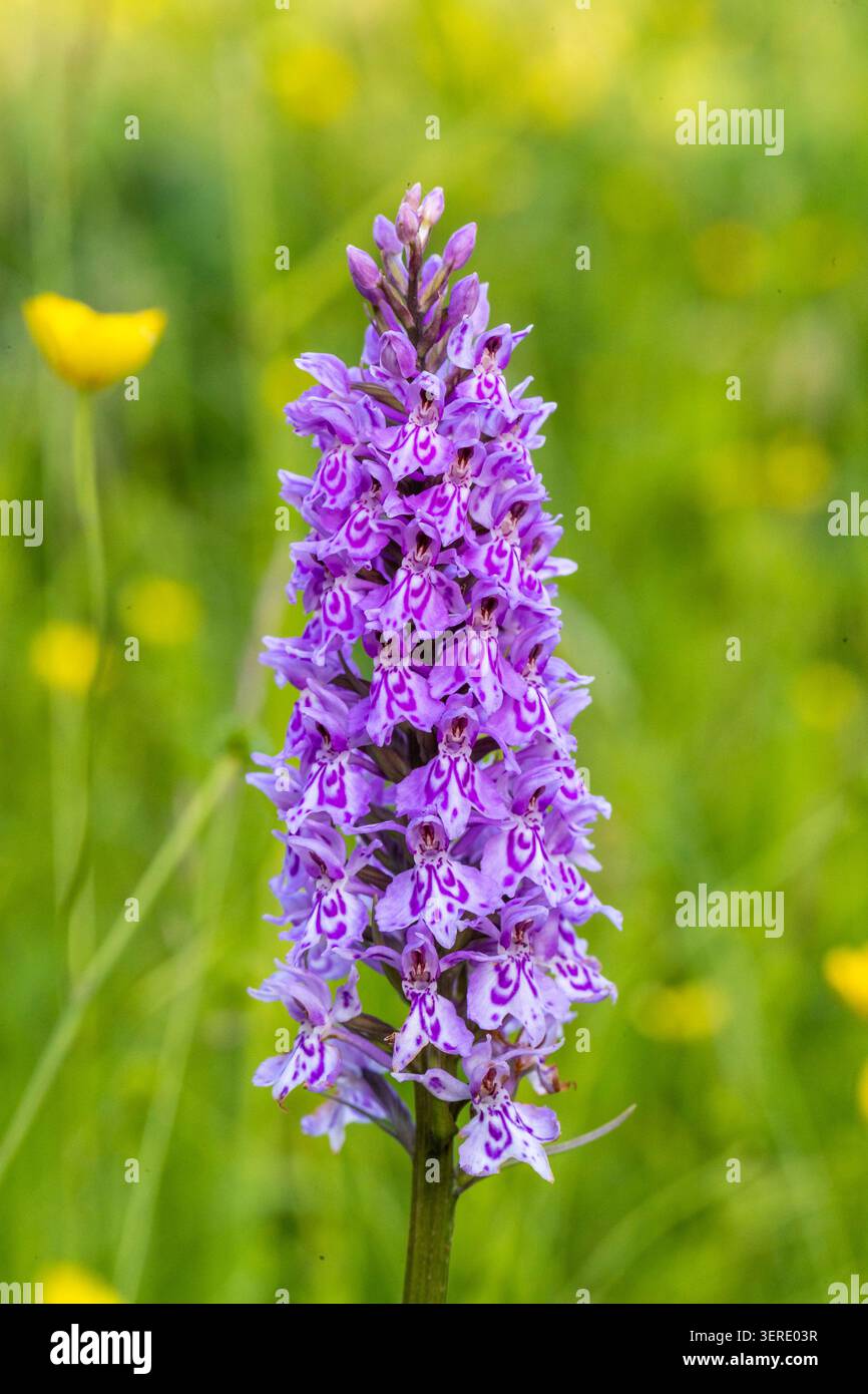 Common spotted orchid. Rose Cottage garden Stock Photo - Alamy