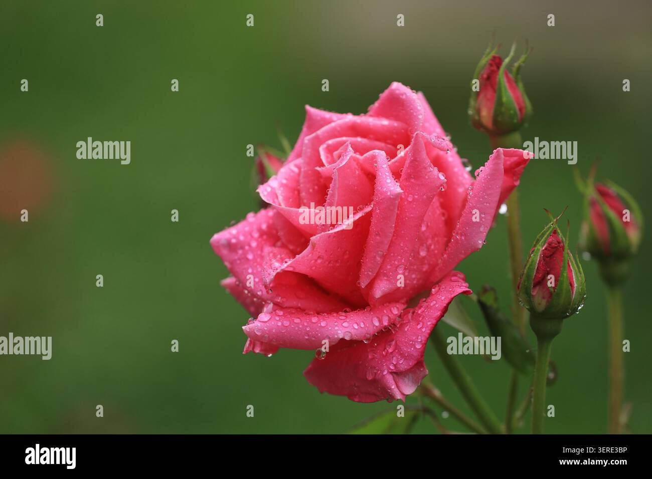 Roses bloom with dewdrops in the drizzle at Yuexin International ...