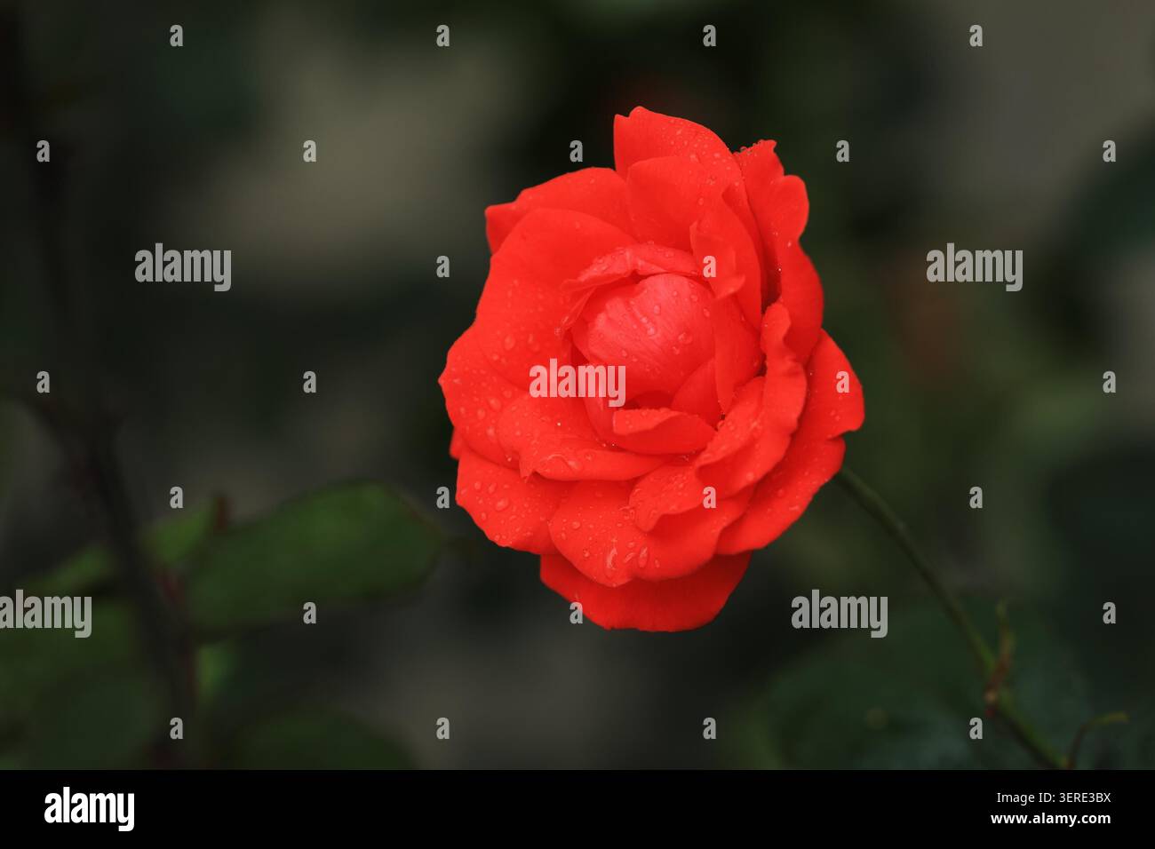 Roses bloom with dewdrops in the drizzle at Yuexin International ...