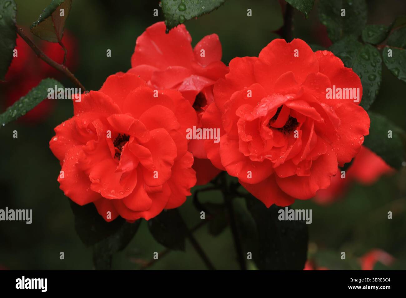 Roses bloom with dewdrops in the drizzle at Yuexin International ...