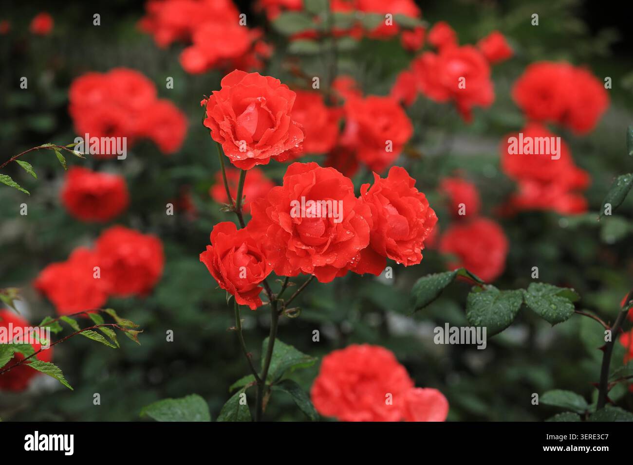 Roses bloom with dewdrops in the drizzle at Yuexin International ...