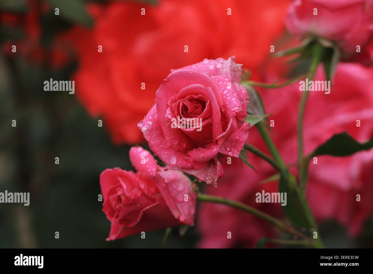 Roses bloom with dewdrops in the drizzle at Yuexin International ...