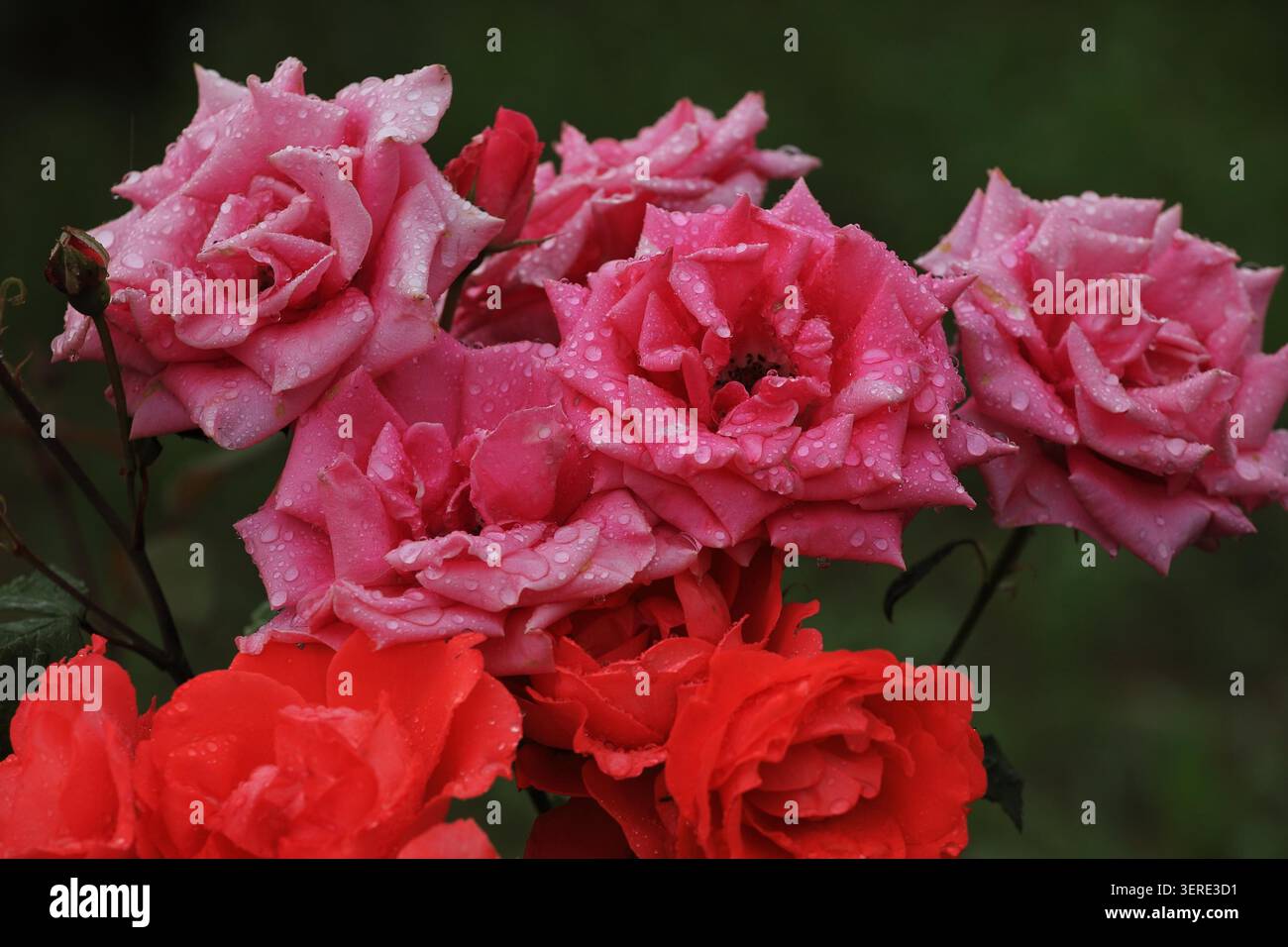 Roses bloom with dewdrops in the drizzle at Yuexin International ...