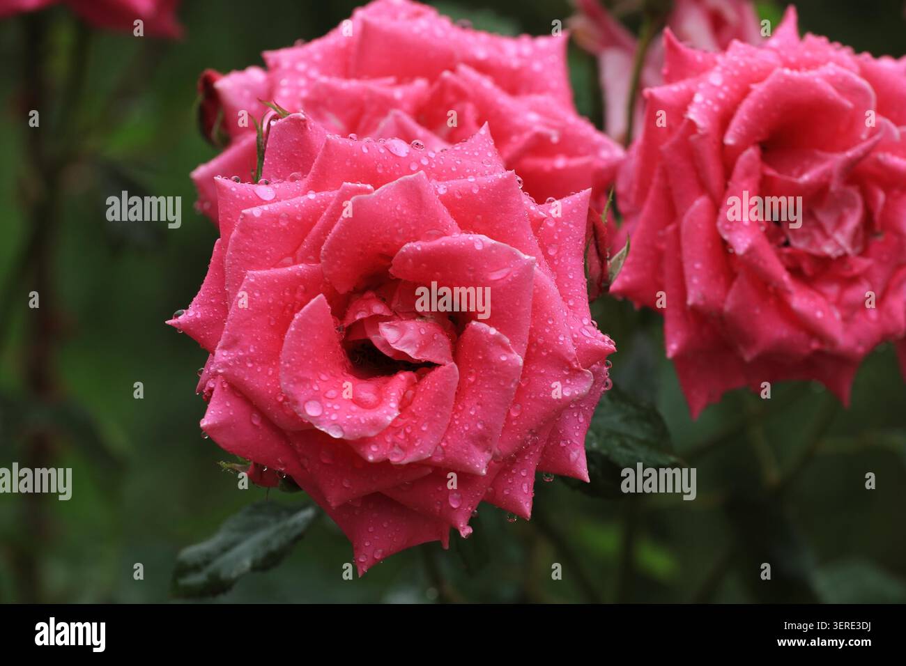 Roses bloom with dewdrops in the drizzle at Yuexin International ...