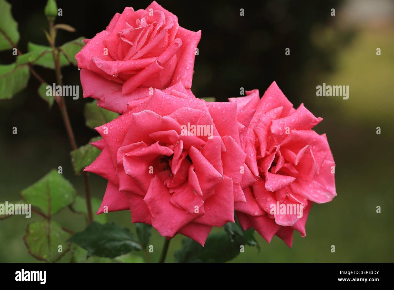 Roses bloom with dewdrops in the drizzle at Yuexin International ...
