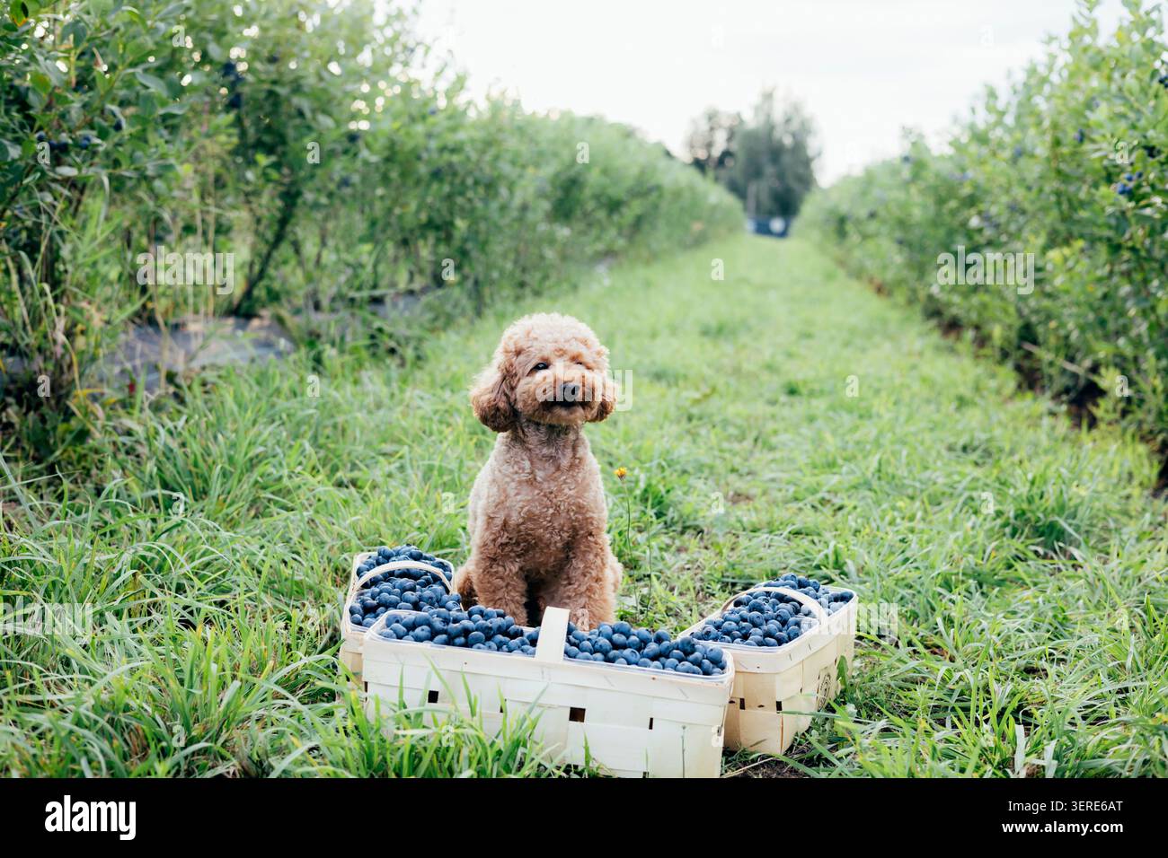 Baskets with ripe collected blueberries and brown dog poodle ...