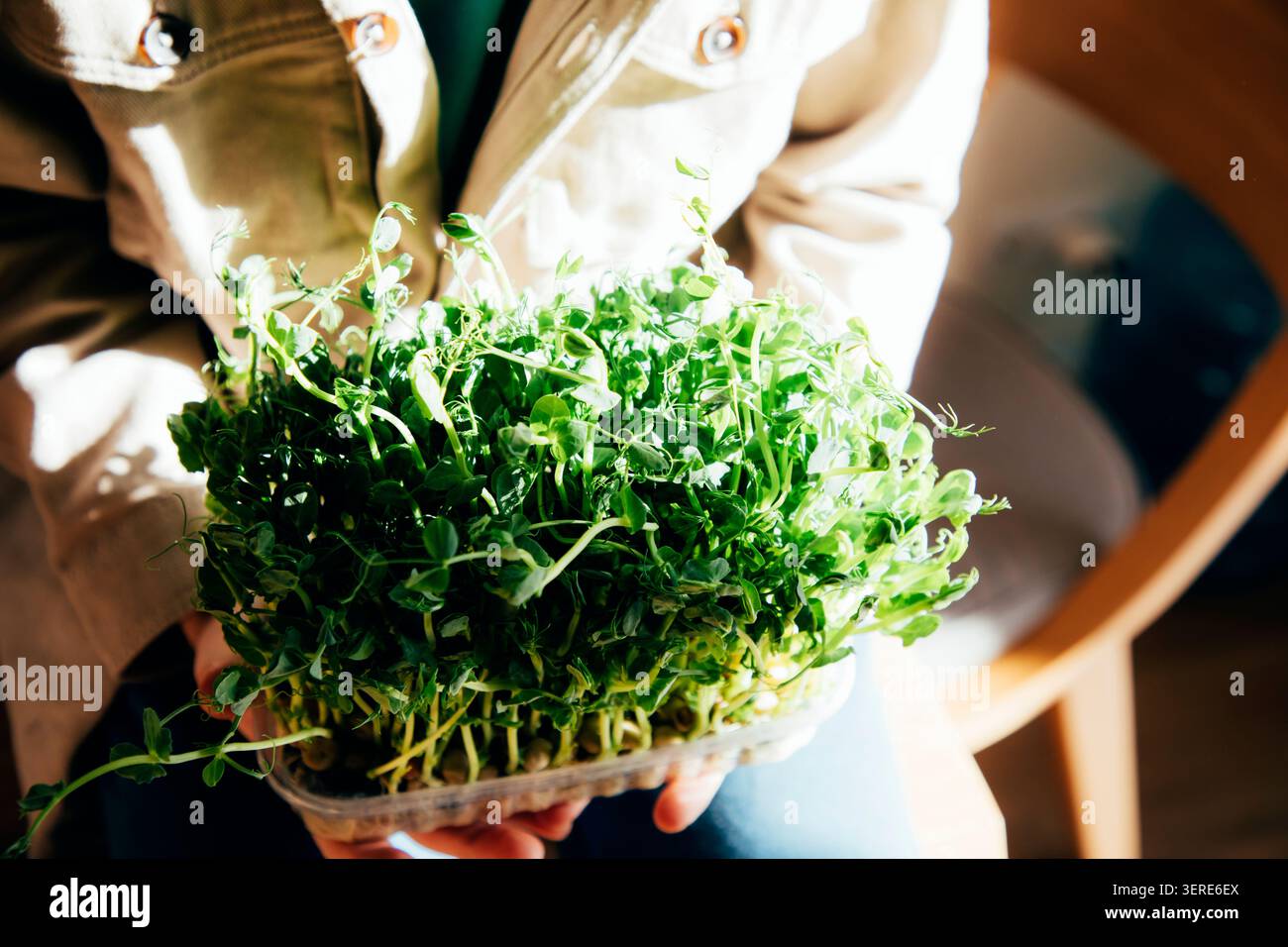 Green microgreen peas in children's hands, grown at home. Healthy food ...