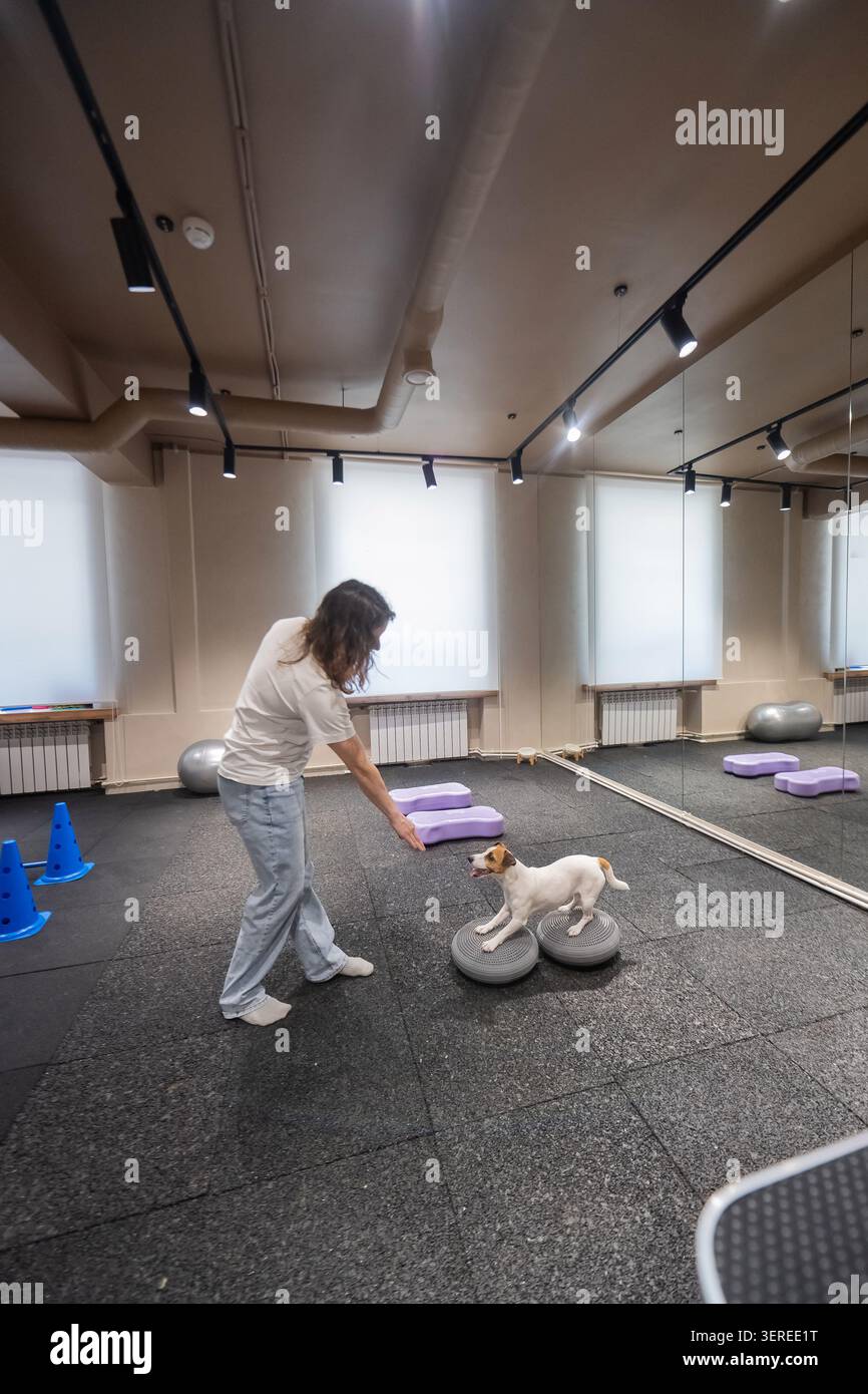 A specialist provides rehabilitation therapy for a Jack Russell Terrier ...
