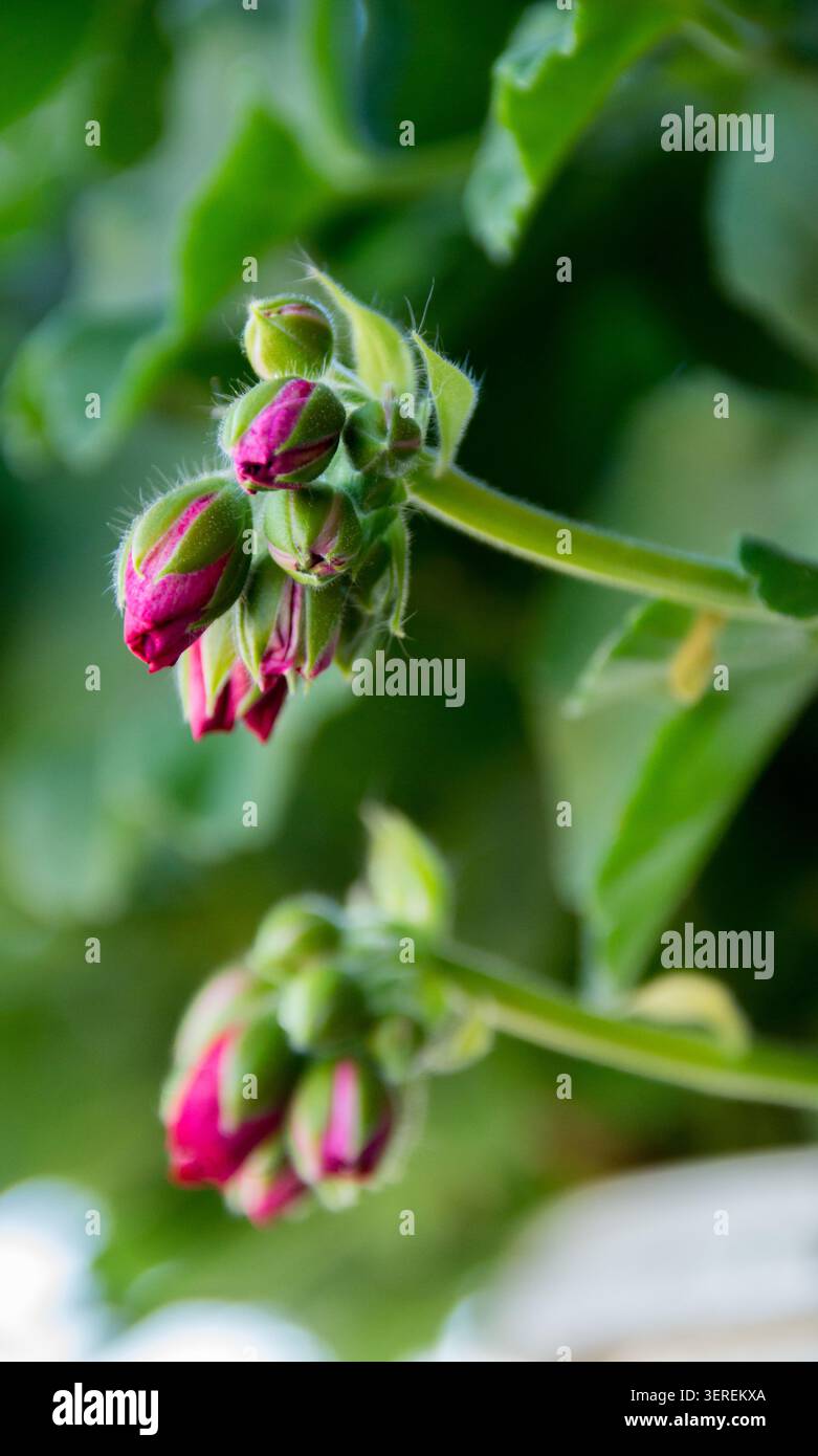 Geraniums (genus Pelargonium) are among the most loved and cultivated ...