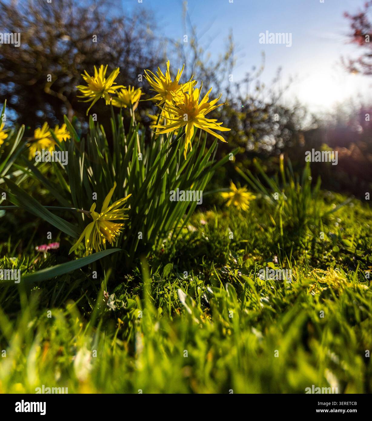 Minuature daffs Rip van Wynkle Stock Photo - Alamy