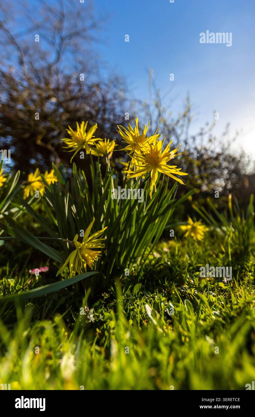Minuature daffs Rip van Wynkle Stock Photo - Alamy